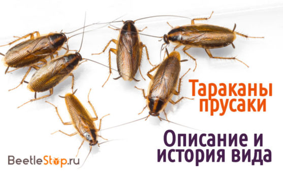 Cockroach Prusak: description and photo
