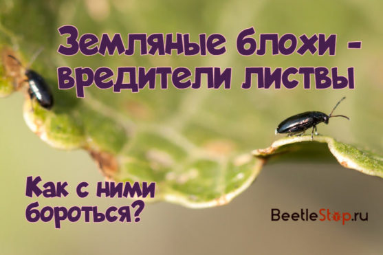 La terra fuig a la casa: mètodes de lluita