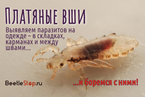 Les poux de corps - comment reconnaître et se débarrasser