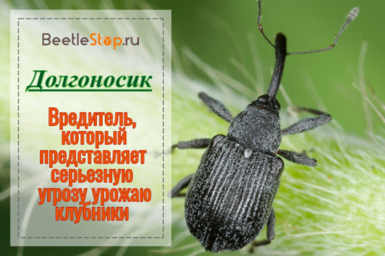 Weevil on a strawberry: how to deal with the parasite in the area?