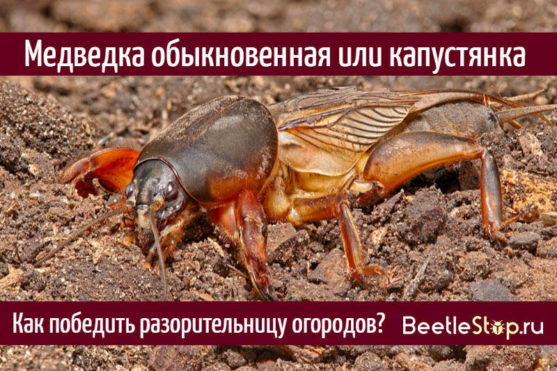 How to deal with a bear: folk methods