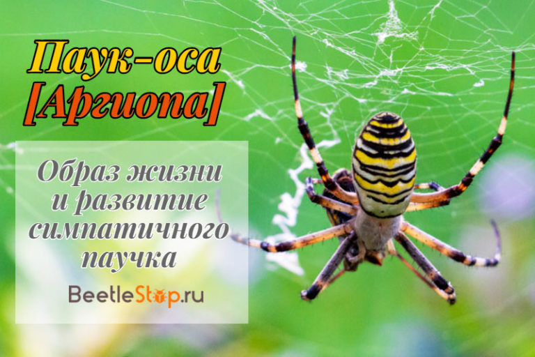 Wespspin: beschrijving en gevaar