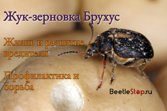 Bruchus, or pea weevil: harm and insect control methods