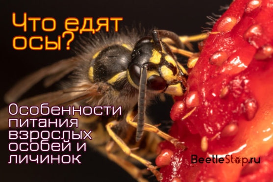 What wasps eat - do they eat meat and insects