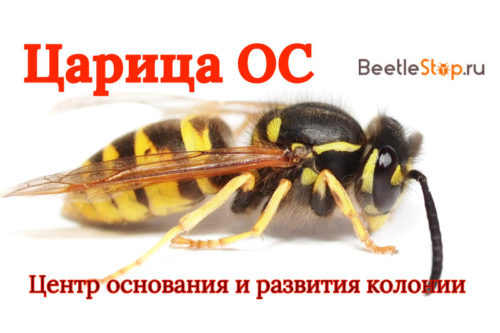 Guêpe utérus - comment vit la reine des insectes rayés?