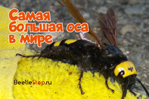De grootste wesp ter wereld - de scolia, hornet of Megalara Garuda
