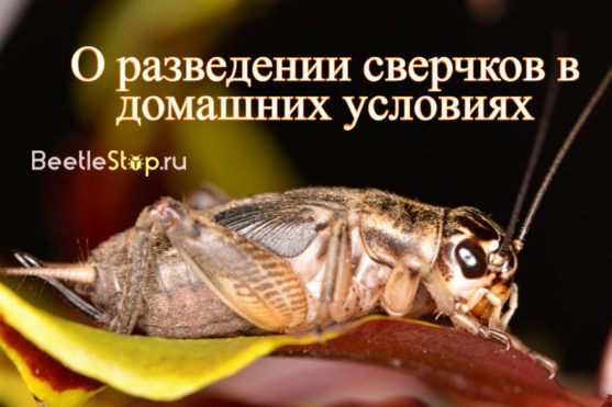 Breeding crickets at home: container, climate, nutrition