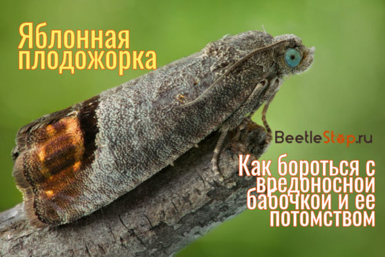 Polilla de manzana: foto y métodos efectivos de exterminio