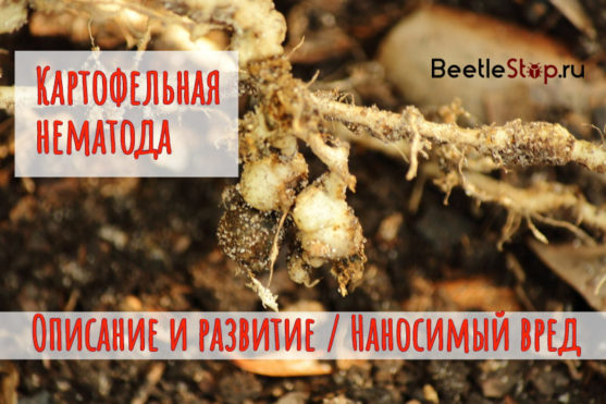 Golden, stem potato nematode - causes and methods of control