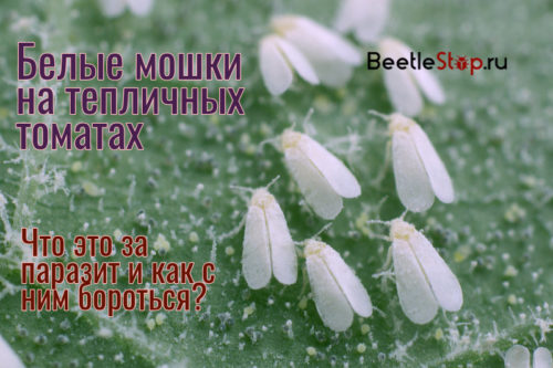 Moucherons blancs sur tomates: nous sélectionnons un médicament efficace