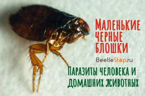 Les puces noires: comment se débarrasser des parasites qui sautent dans ...