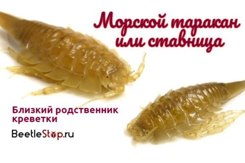 Cafard de mer: photos et caractéristiques de la vie