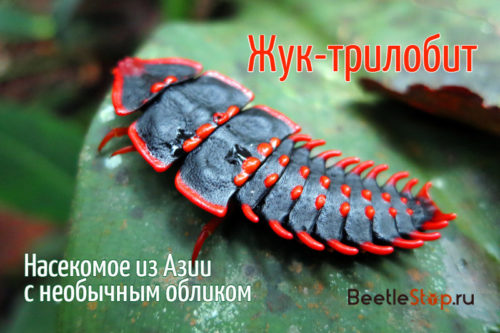 Trilobite beetle - an unusual inhabitant of Asian forests under the gun ...