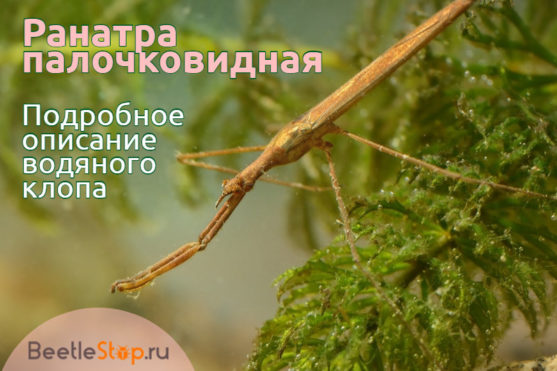 Ranatra en forme de bâtonnet: description de l'apparence et du ...