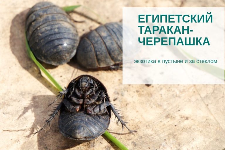 Egyptian turtle cockroach: dimensions, diet and rules for insect care ...