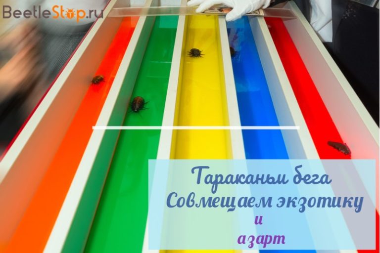 Cockroach races: for thrill-seekers, rules and race options, why this ...