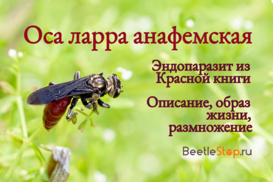 Wasp Larra: lifestyle and breeding of an unusual insect